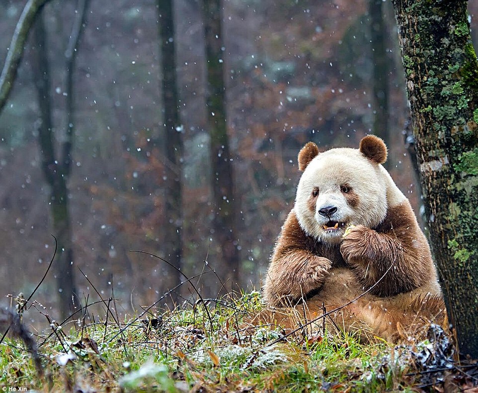 The World's Only Brown Panda, 'Qizai' Has Broken The Internet With His ...